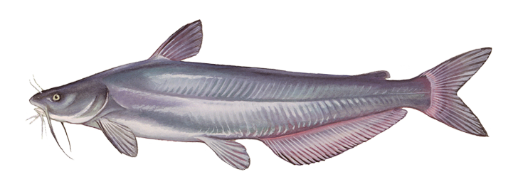 SC-Upstate-Info.org | Your Source For Upstate Information